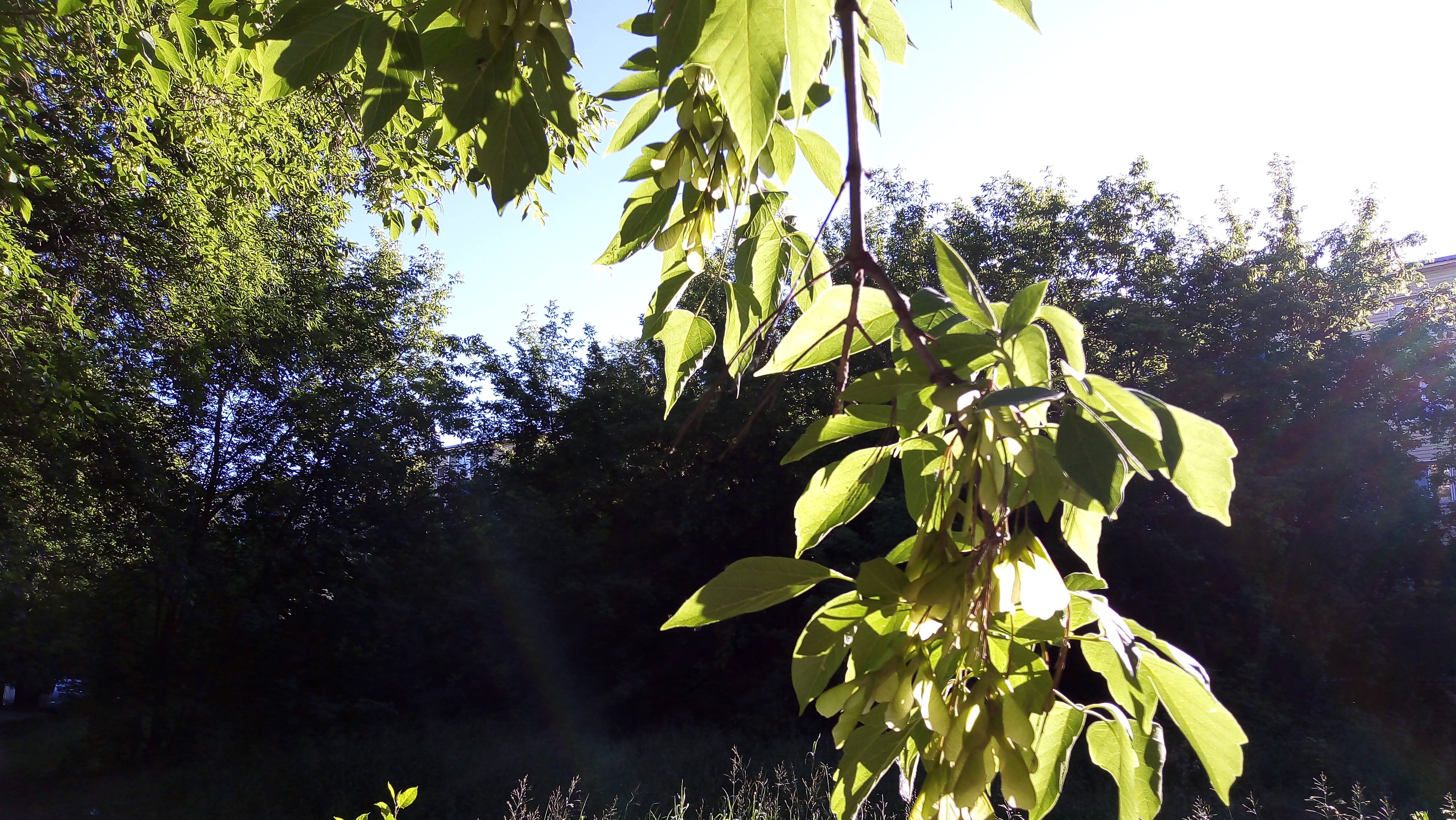 КЛЁНЫ ЛЕТОМ * ВидеоЗАРИСОВКИ