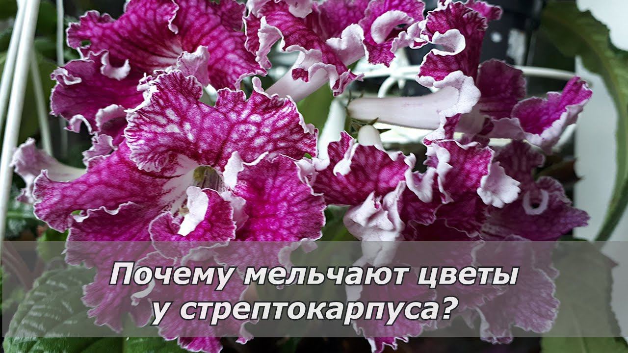 Мелкие цветы  у стрептокарпуса. Что делать?