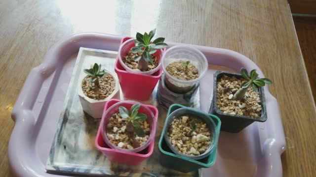 Адениумы из семян