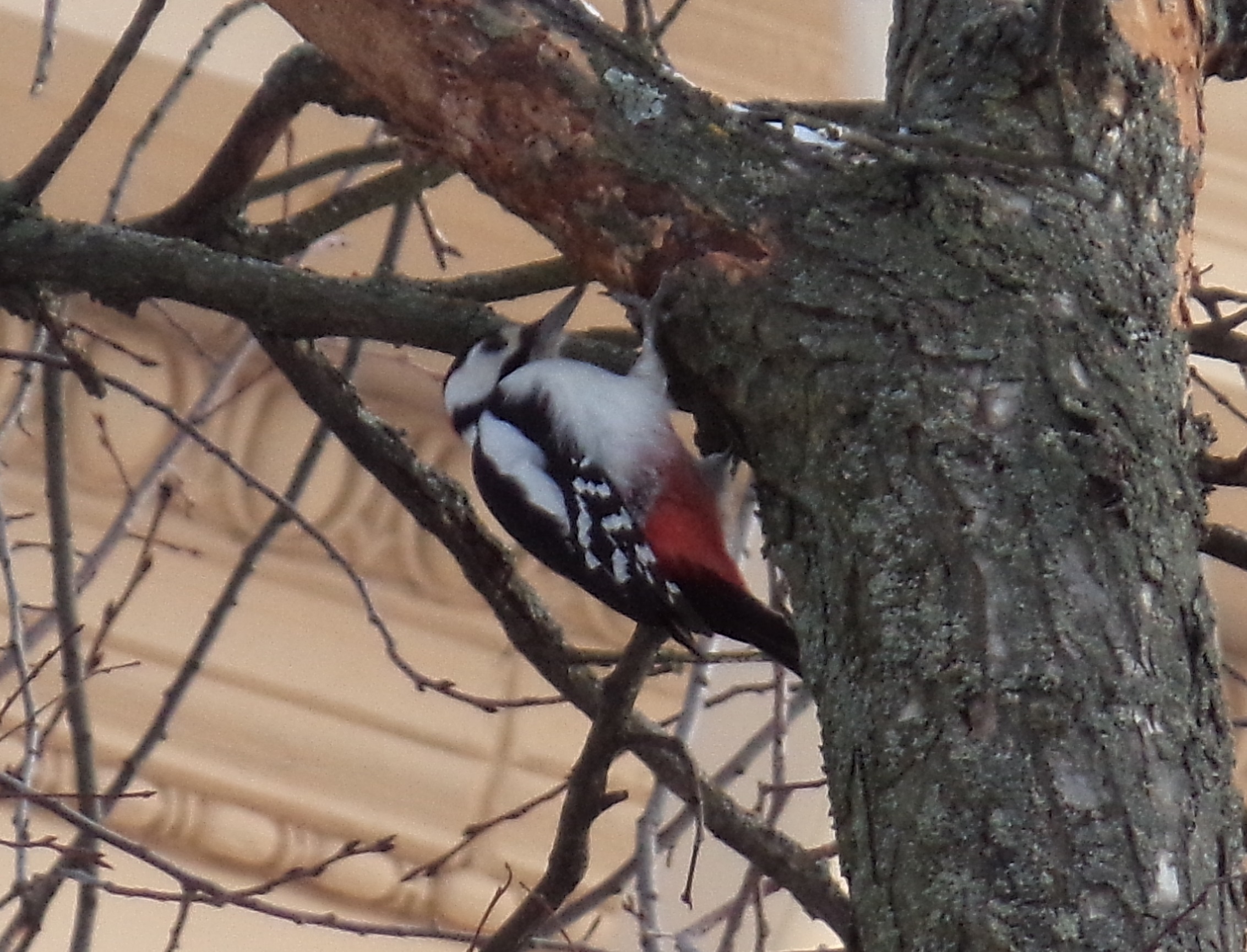 Большой пёстрый дятел в городском дворе