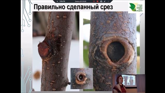 Плодовые деревья. Часть 3. Принципы формировки