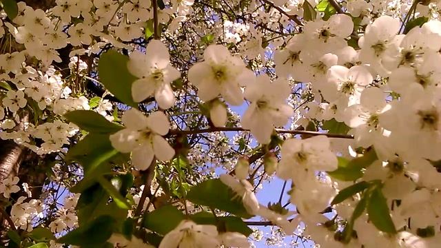 Пчелы на вишне.