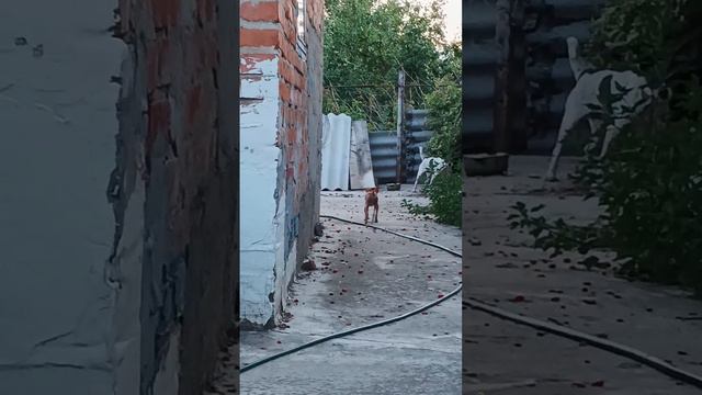 "Храбрый" пëс