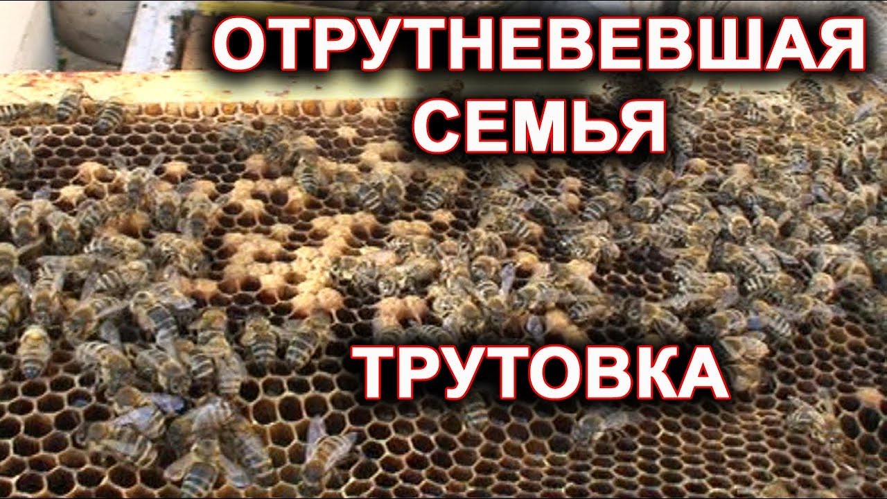 Трутовка. Отрутневевшая семья.