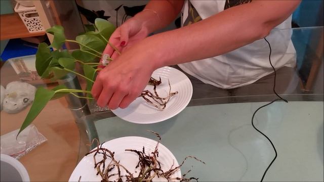 Купили делянки антуриума, что необходимо сделать в первую очередь?