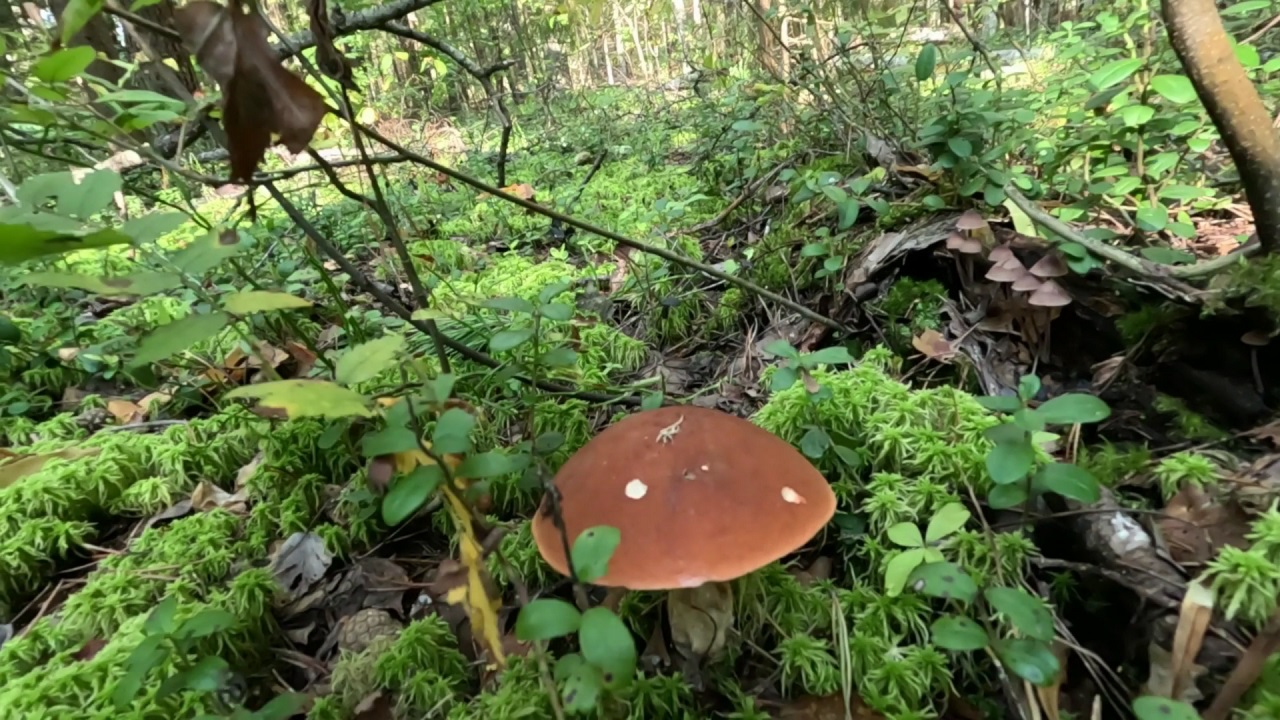 Царство подосиновиков в еловом лесу. Сходил в лес и набрал красноголовиков