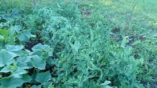 Обзор огорода в начале июля. Архив от 04.07.2022г.