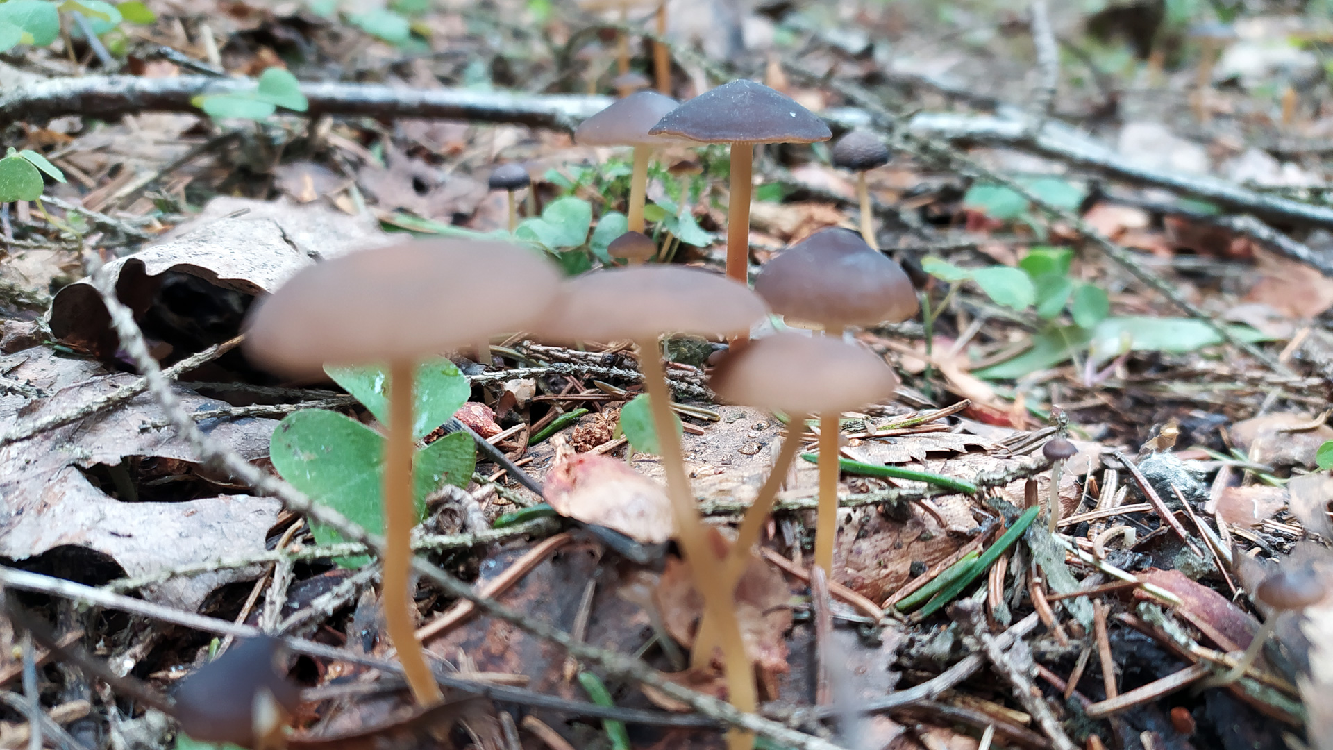 Стробилюрус съедобный (Strobilurus esculentus). Гриб в лесу, при приготовлении и на вкус.