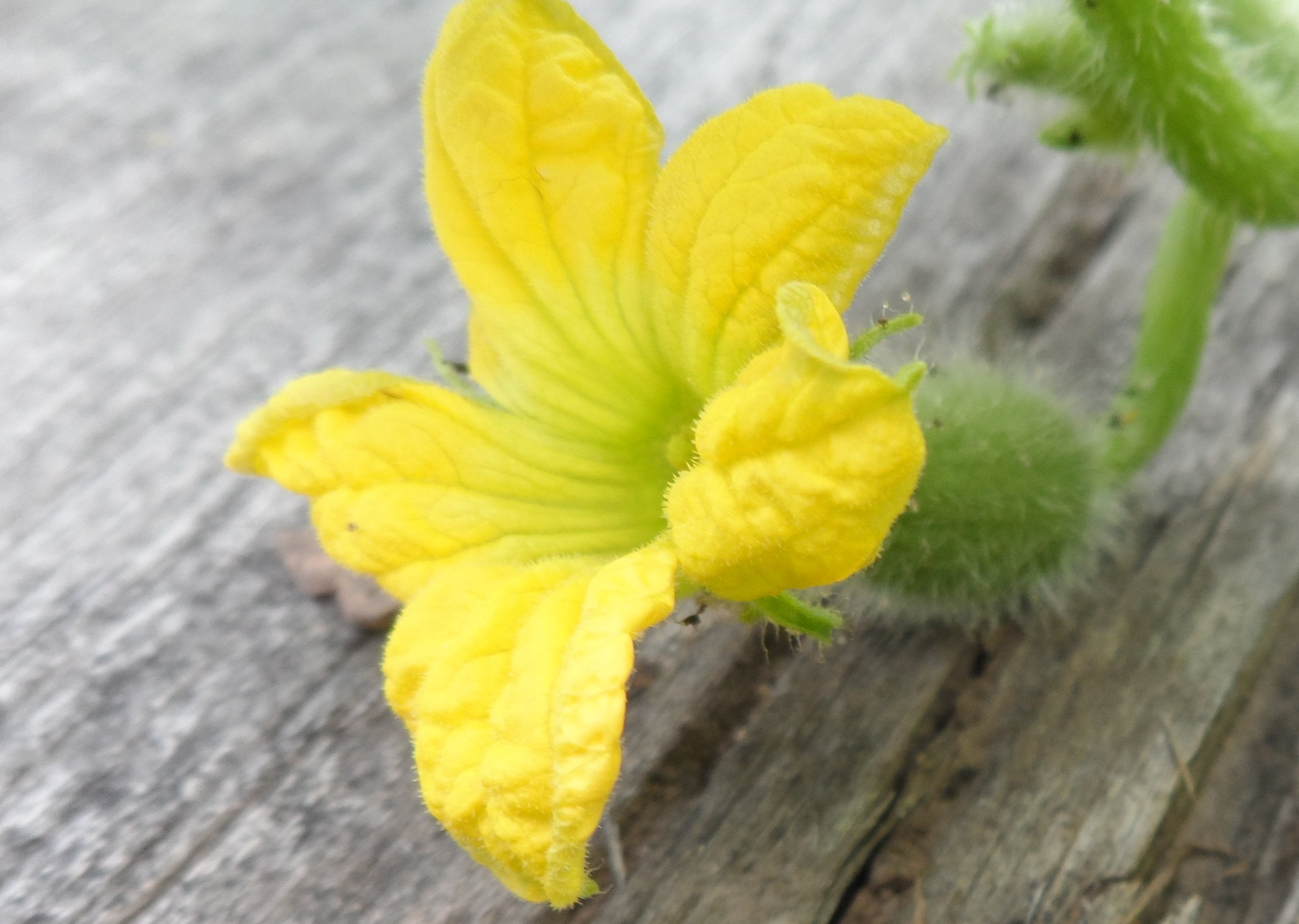 Сорта дынь для Сибири.