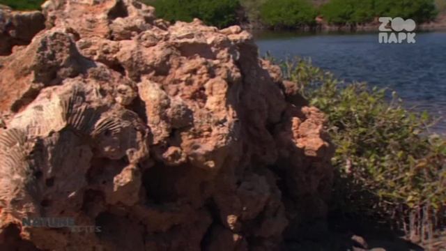 ЖИЗНЬ НА СКАЛАХ