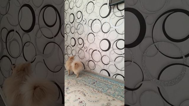 Макс и воздушный шарик 🎈