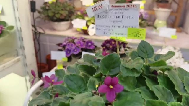 Трейлерные фиалки?Сорта неприлично обильного цветения.