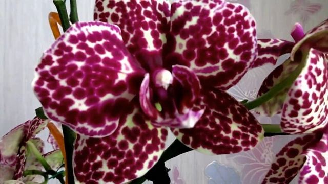 Орхидея в воде. Цветет в подряд 3 месяца  Orchid. Blossoms in 3 months.mp4