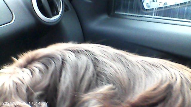 Тишка в машине