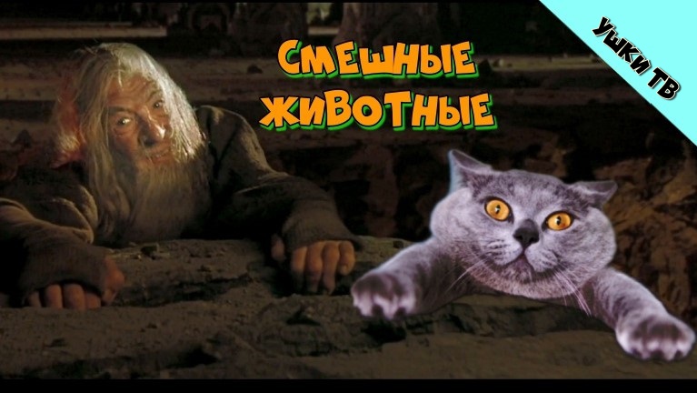 ПОПРОБУЙ НЕ ЗАСМЕЯТЬСЯ?ЗАБАВНЫЕ КОТИКИ СОБАЧКИ И ДРУГИЕ ЖИВОТНЫЕ?
