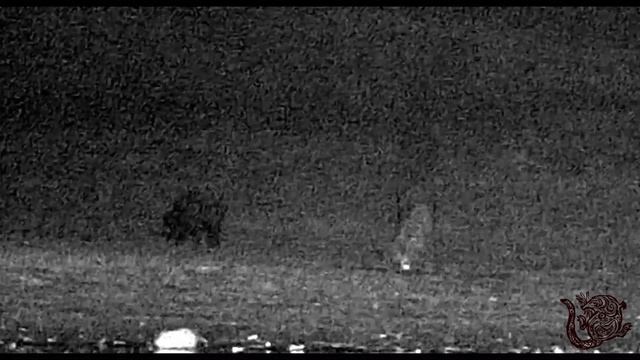 Кабан и олень ночная прогулка друзей.mp4