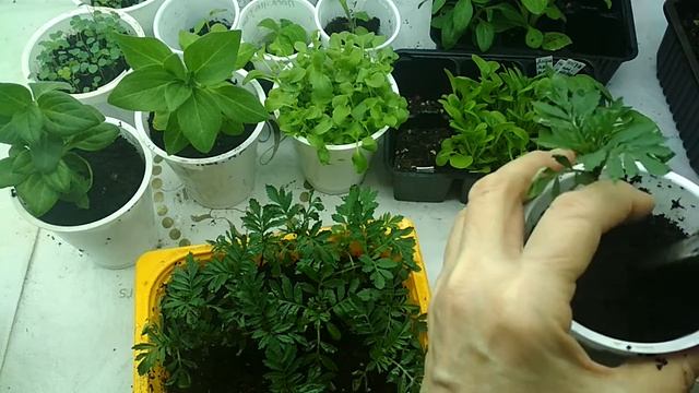 Пикировка петунии, бархатцы