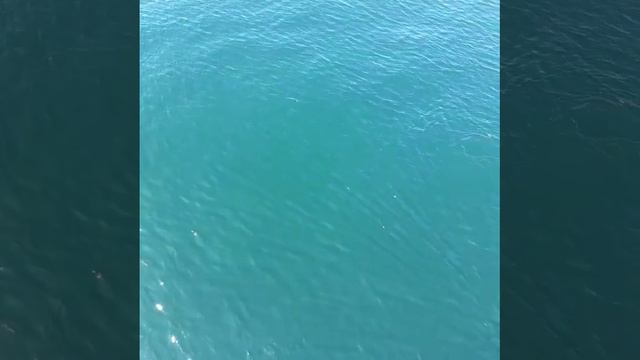 ЭЙ ТЮЛЕНЬ ВИРУСНОЕ ВИДЕО