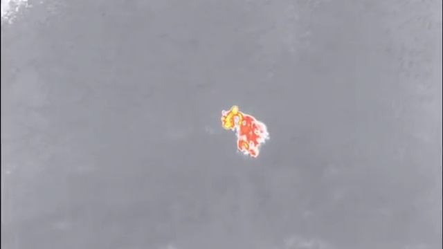 Леопард Эльбрус в тепловизоре