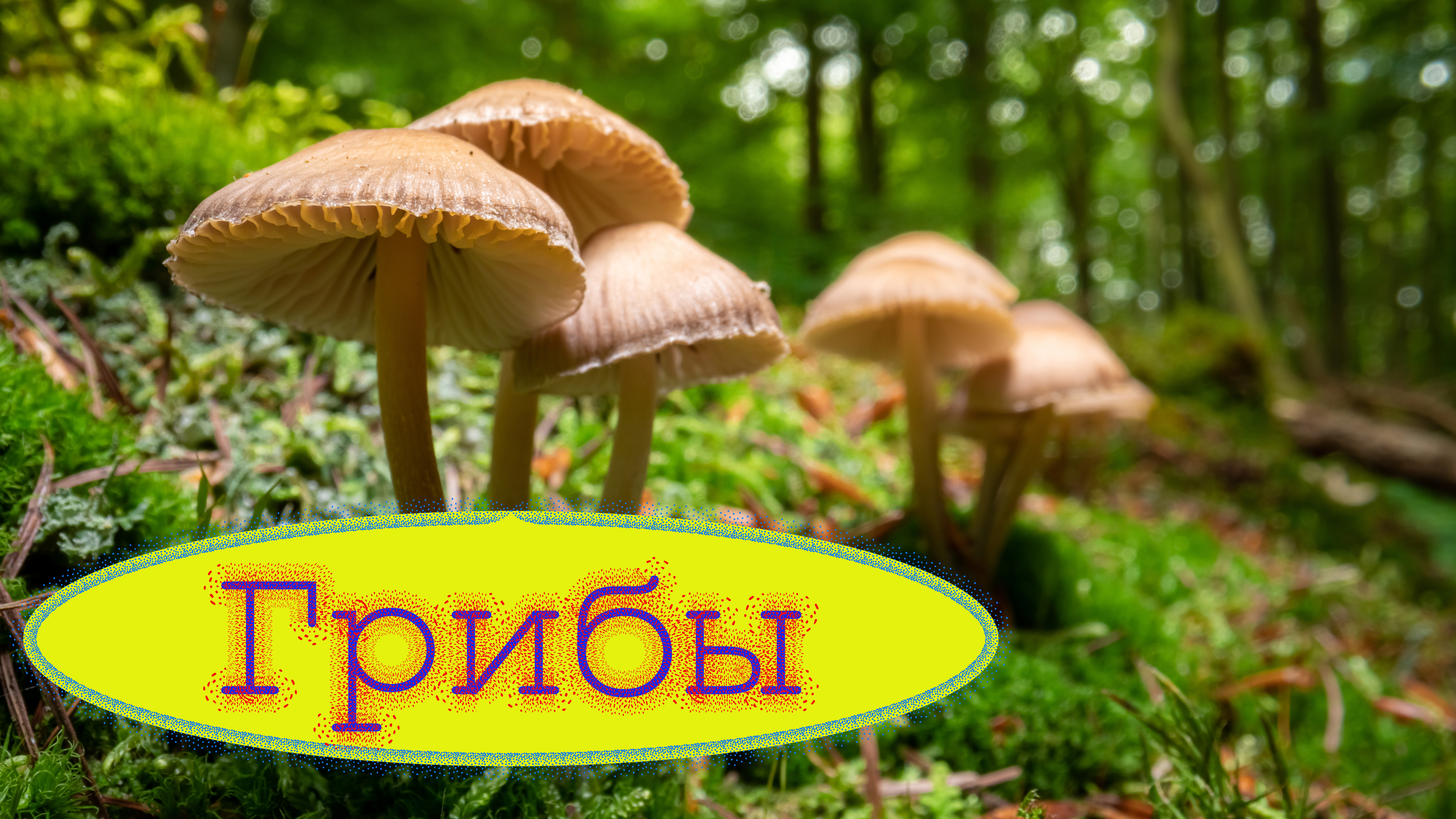 Олег Сапрыкин - "Грибы".