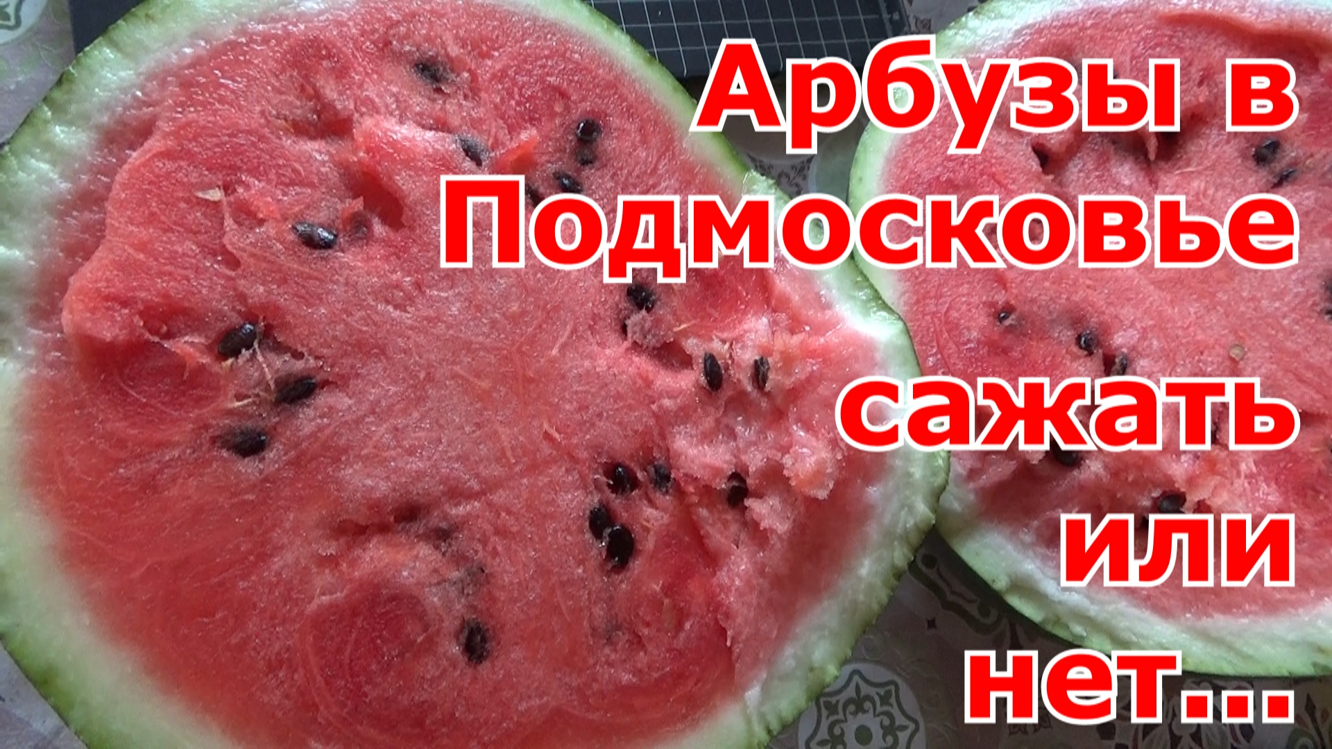 Арбузы в Подмосковье. Мой отрицательный опыт. Сажать или не сажать...