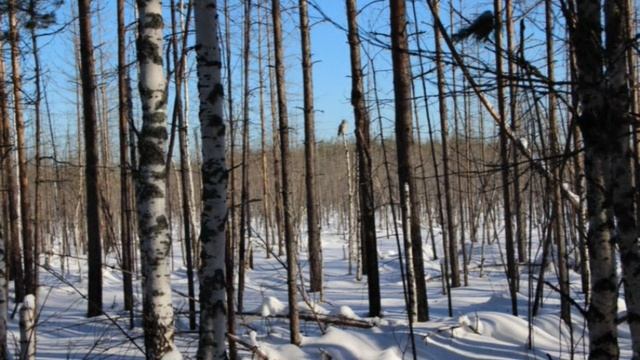 зима в Керженском заповеднике
