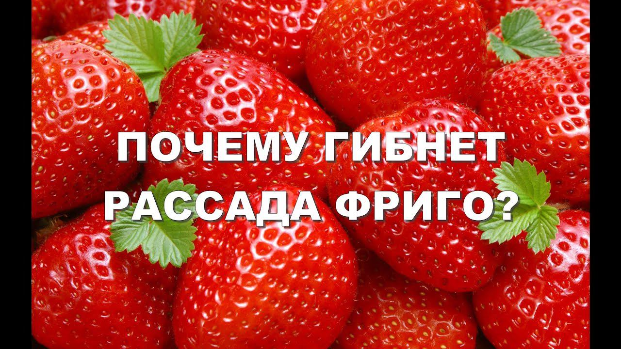ПОЧЕМУ ГИБНЕТ РАССАДА ФРИГО?