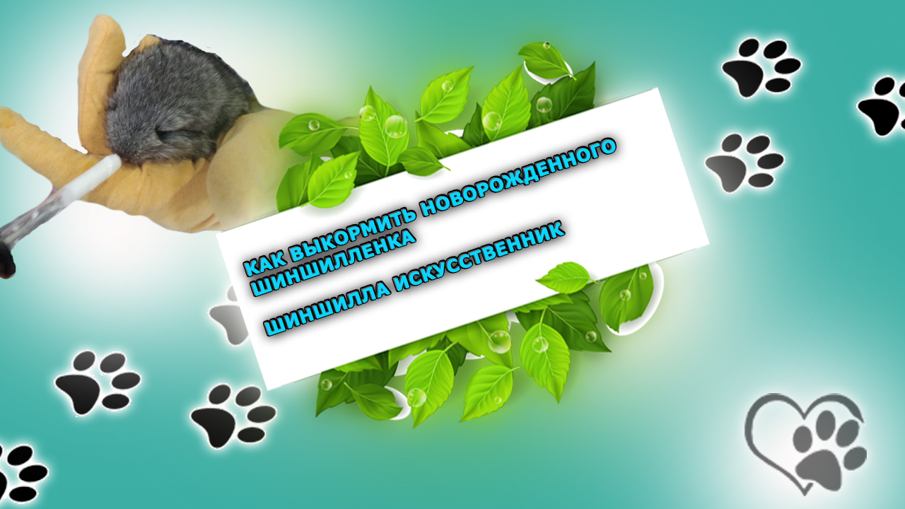 КАК ВЫКОРМИТЬ НОВОРОЖДЕННОГО ШИНШИЛЛЕНКА|ШИНШИЛЛА ИСКУССТВЕННИК