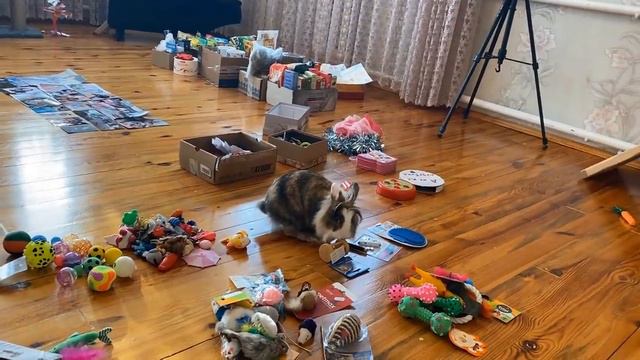 100 ПОСЫЛОК от ПОДПИСЧИКОВ! БОЛЬШАЯ РАСПАКОВКА __РЕАКЦИЯ ЖИВОТНЫХ__ А НУ КА ДАВАЙ КА