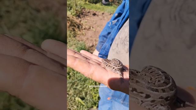 Динозавры на дачном участке