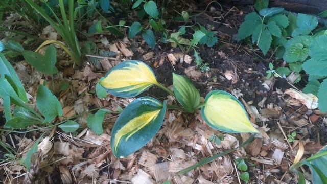 хоста GEORGIA SWEETHEART