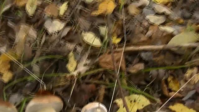 Тихая охота