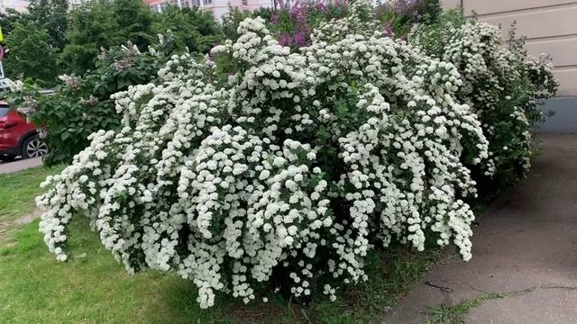 Спирея Вангутта