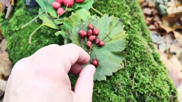 Когда и где собирать боярышник