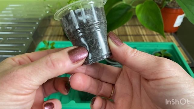 Рассада дорогих вегетативок бесплатно?. Черенкуем сурфинию Table White.