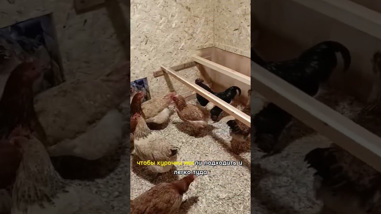 замечательный курятник для моих курочек #shorts #курятник #shortsvideo #жизньвдеревне #куры #хобби