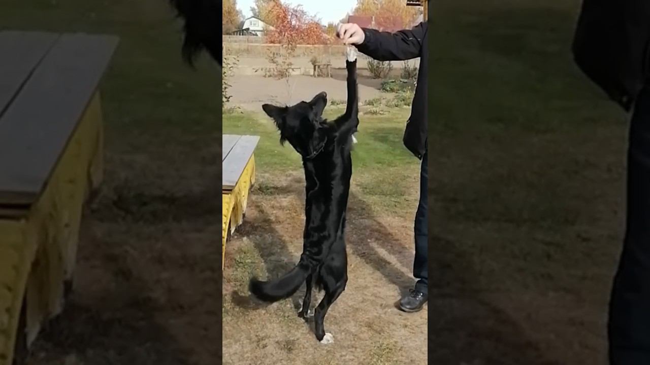 ❤️Танец Айки❤️ #айка #собака #собачки #neo #животные