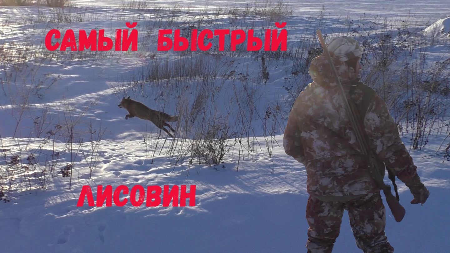 Охота с норными. Самый быстрый лисовин сезона! Hunting with burrows. The fastest fox of the season !
