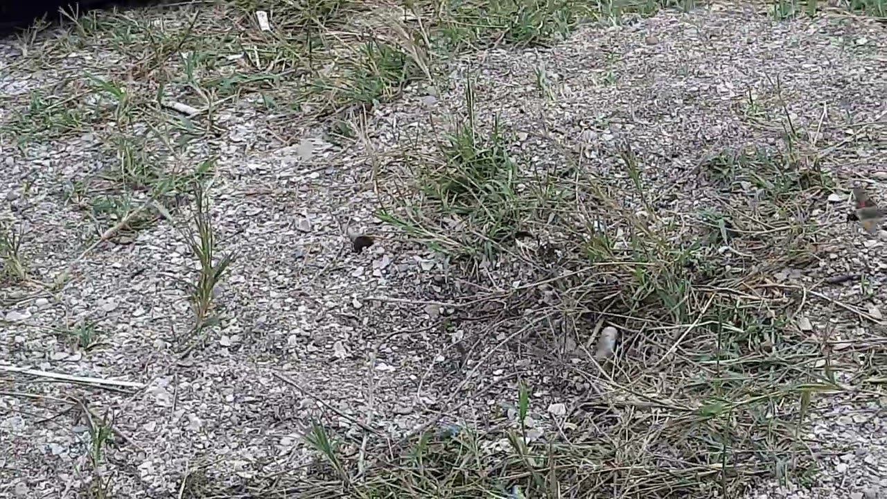 Живность Крымская