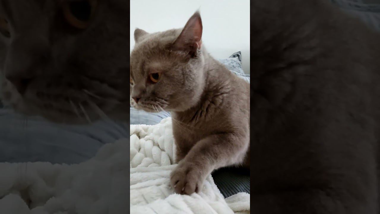 Симоша каждое утро #cat #кот #catlover #тренды