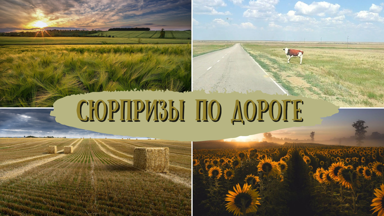 Сюрприз на дороге, поля и подсолнухи (Карасуский район)