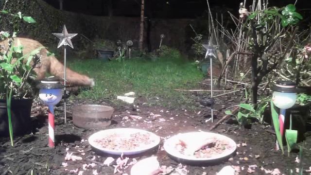 Лисийрай 20170113 003904 1 3 Лисы (Foxheaven 20170113 003904 1 3 Foxes)