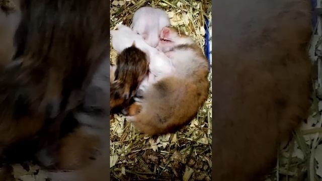 Двухнедельные красавцы хомячата