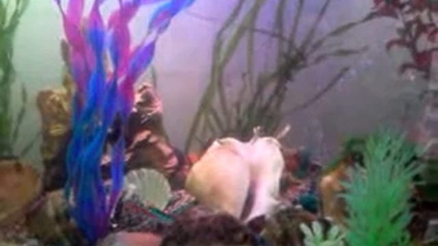 Наш аквариум