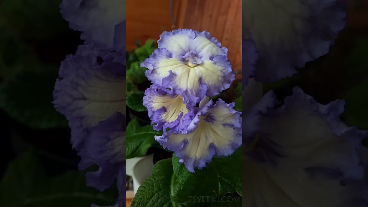 Стрептокарпус ZM-Лунная Мелодия #shots