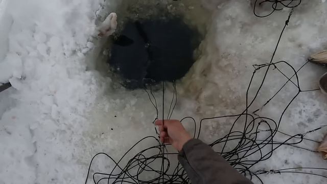 Очередная проверка перемета на налима