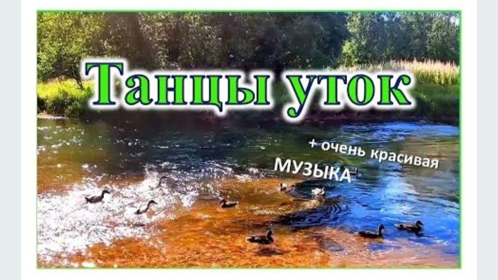ТАНЦЫ УТОК. Александра Миркушова