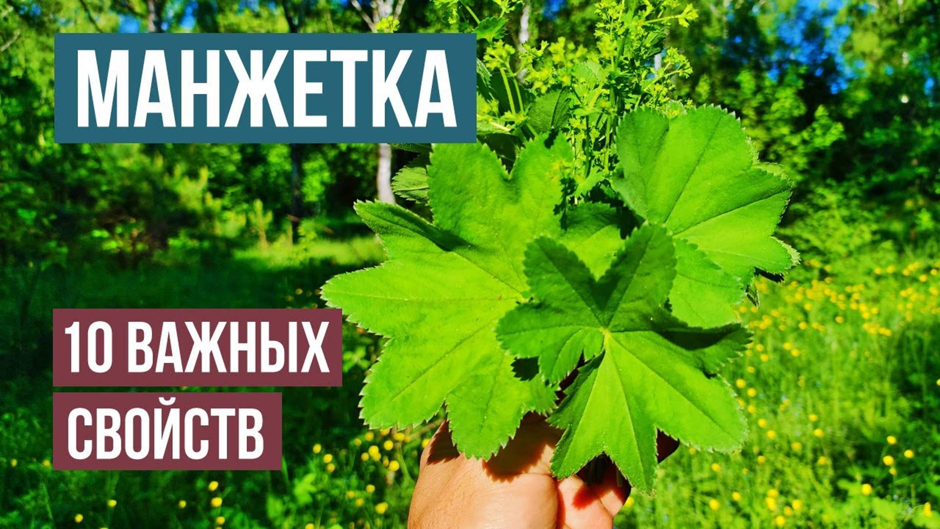 Манжетка. Десять уникальных свойств
