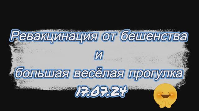 Ревакцинация от бешенства и большая весёлая прогулка