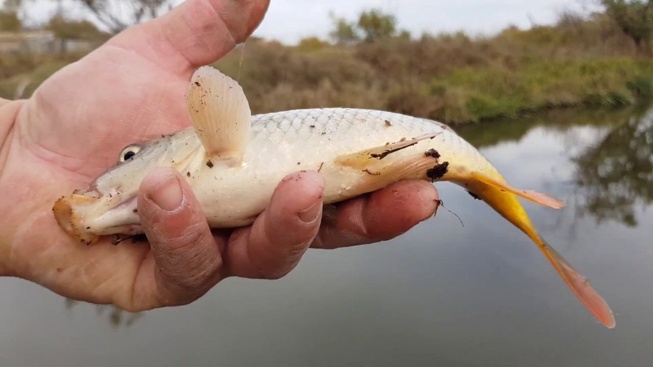 Хороший День➠ Ловим Сазанчика Рыбалка в Дагестане